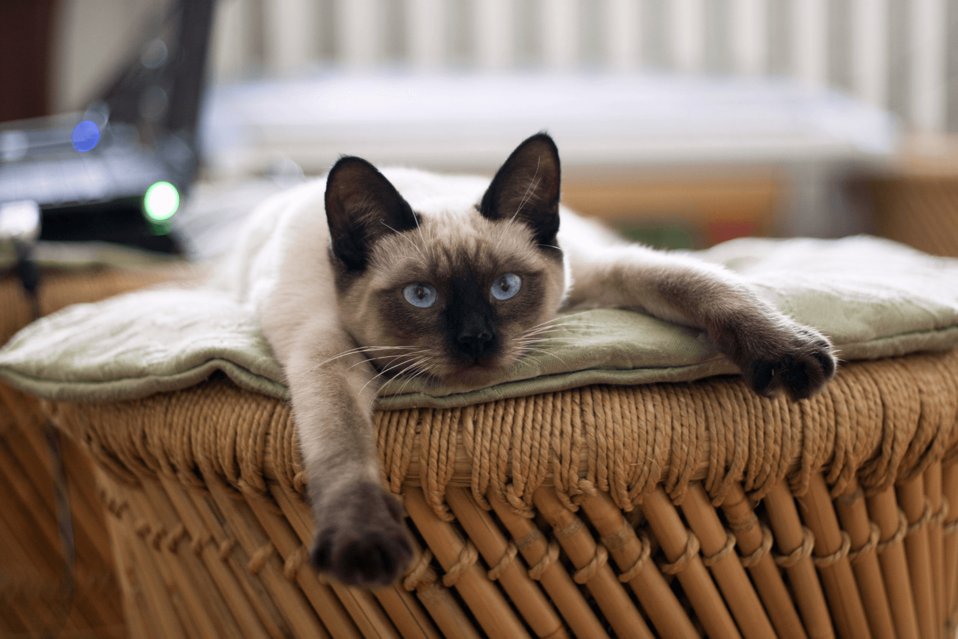 What is FIP in Cats? Symptoms & Diagnosing of FIP in cats- Catpeaks